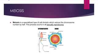 Cell division | PPT