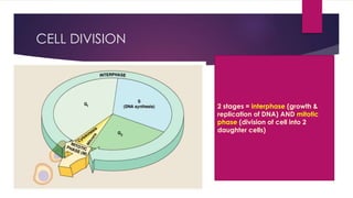 Cell division | PPT