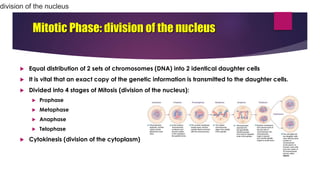 Cell division | PPTX