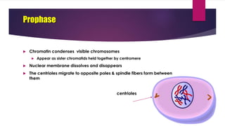 Cell division | PPT