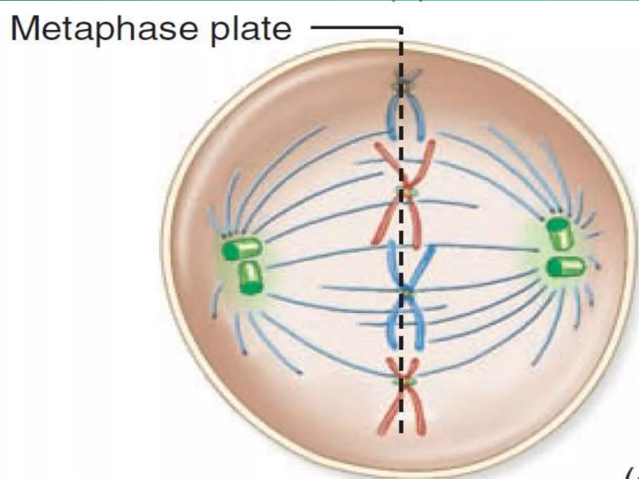 Mitotic Cell division | PPSX