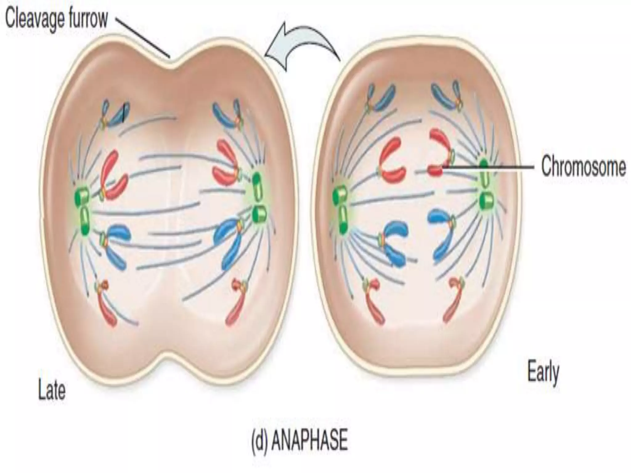 Mitotic Cell division | PPSX