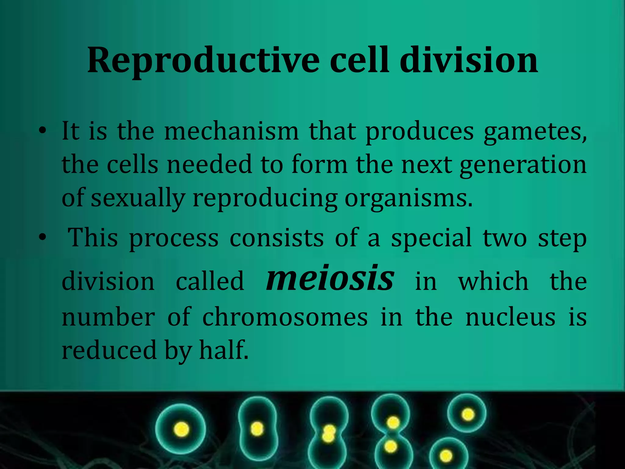 Mitotic Cell division | PPSX
