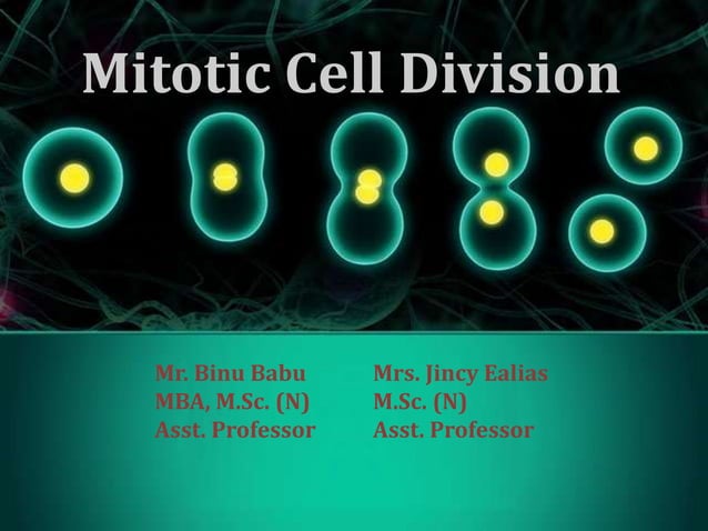 Mitotic Cell division | PPSX | Biological Sciences | Science
