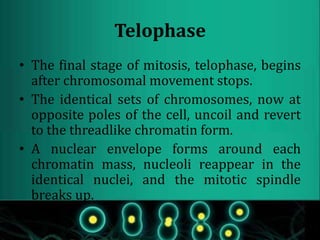 Mitotic Cell division | PPSX