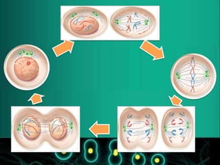 Mitotic Cell division | PPSX