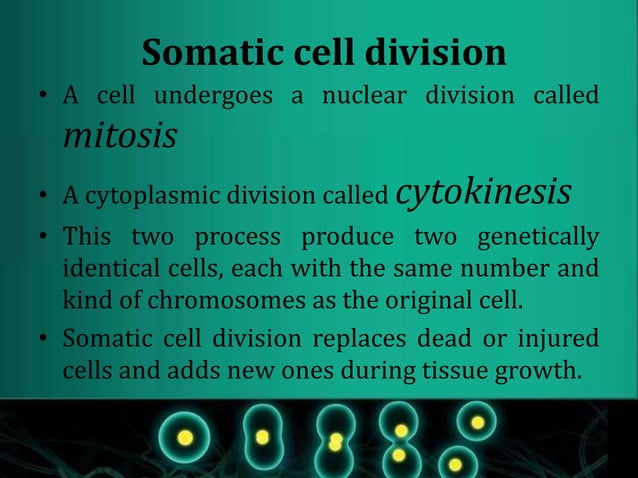 Mitotic Cell division | PPSX | Biological Sciences | Science