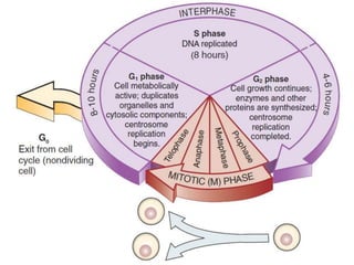 Mitotic Cell division | PPSX