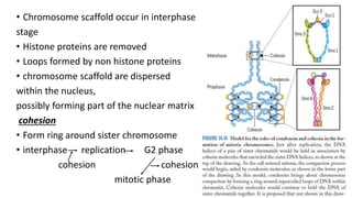 Cell division | PPTX