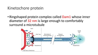 Cell division | PPTX