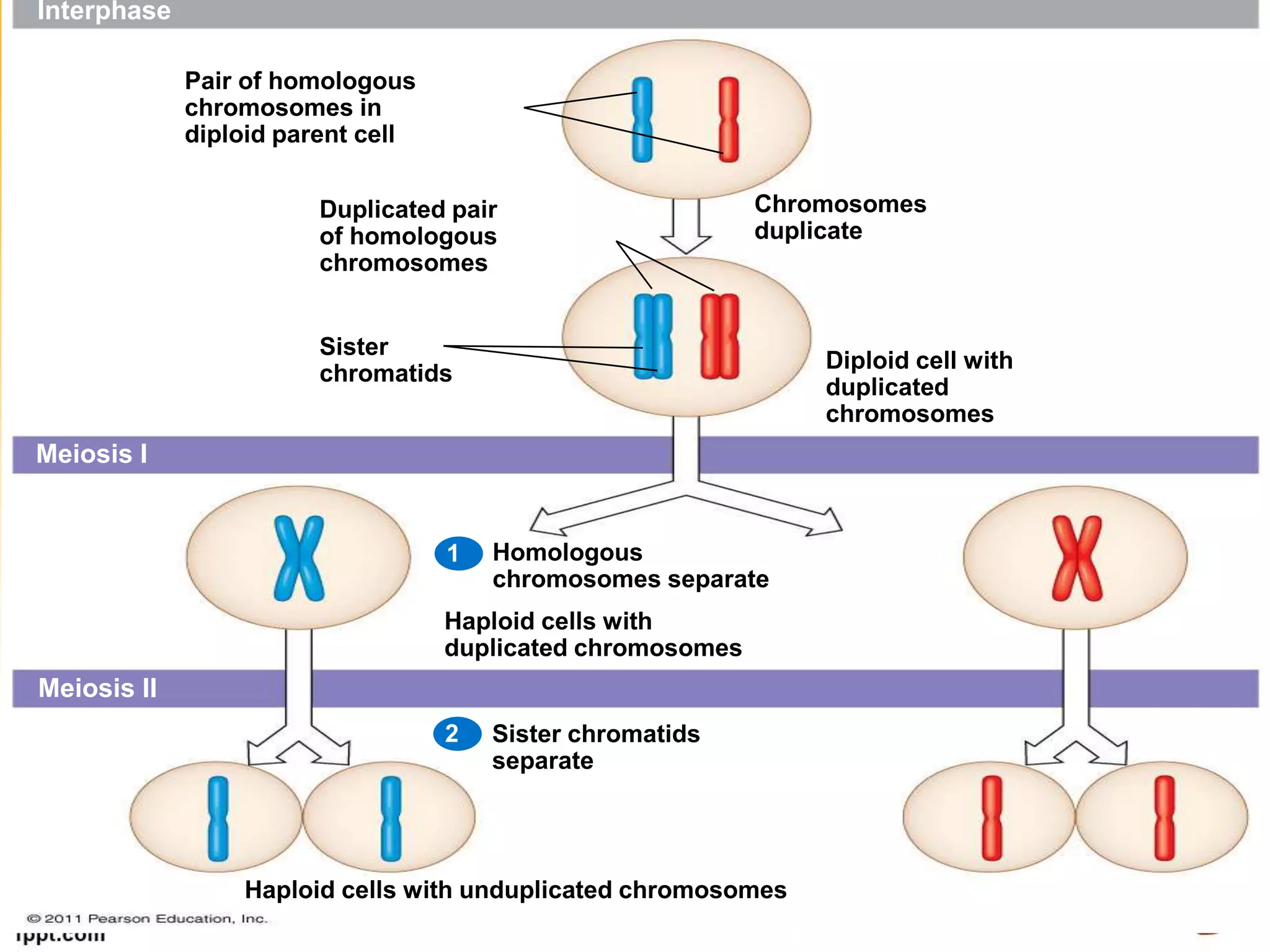 Cell division | PPTX