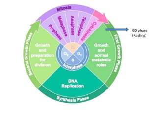 Cell division | PPT