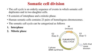 Cell division | PPTX
