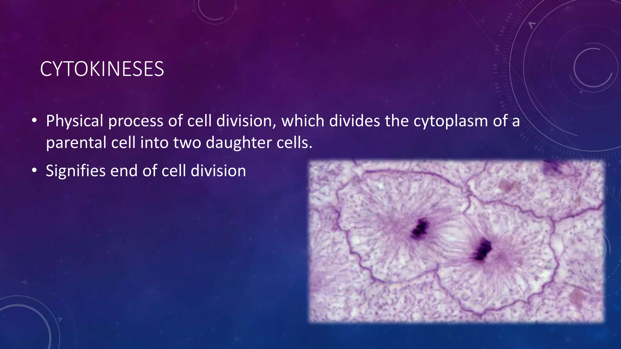 Phases of Cellular Division | PPTX