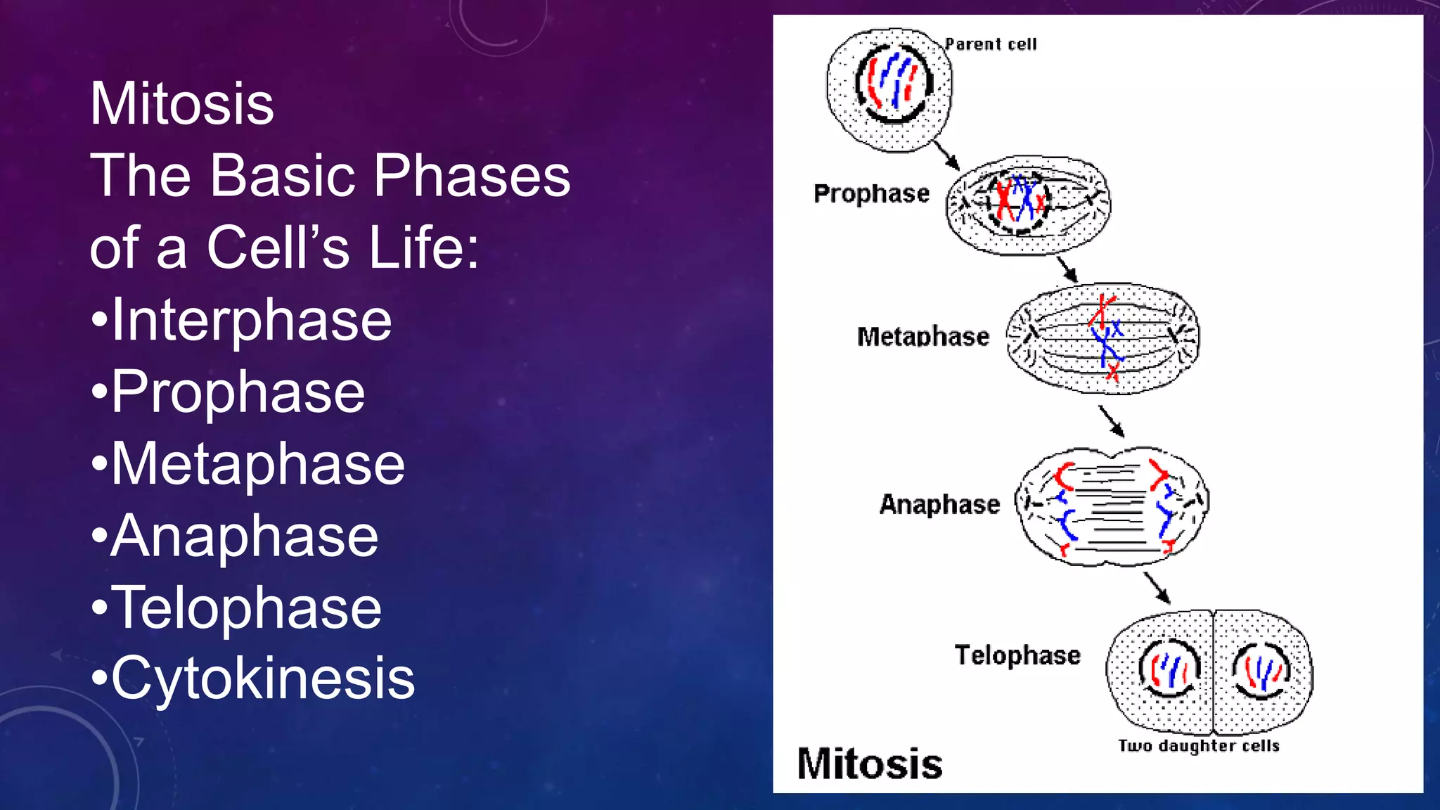 Phases of Cellular Division | PPTX