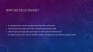 Phases of Cellular Division | PPTX