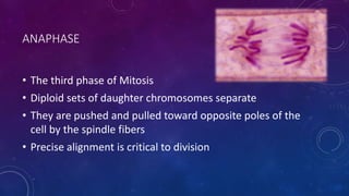 Phases of Cellular Division | PPTX