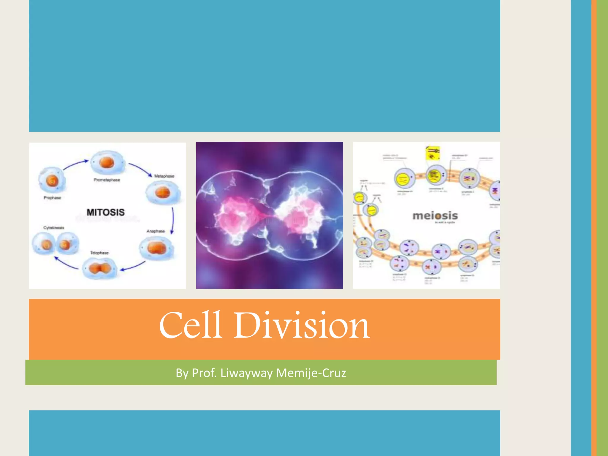 Cell division | PPT