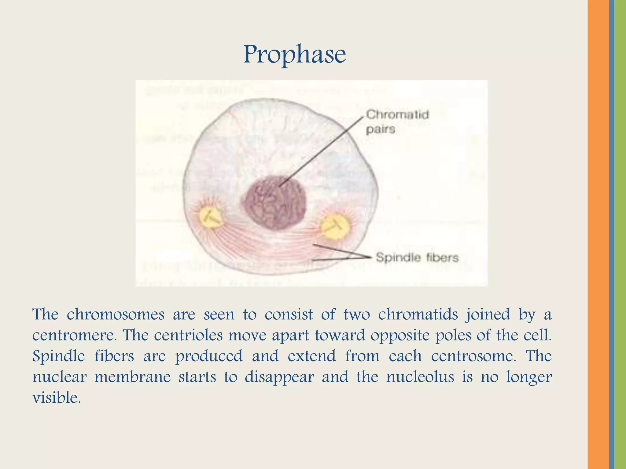 Cell division | PPT