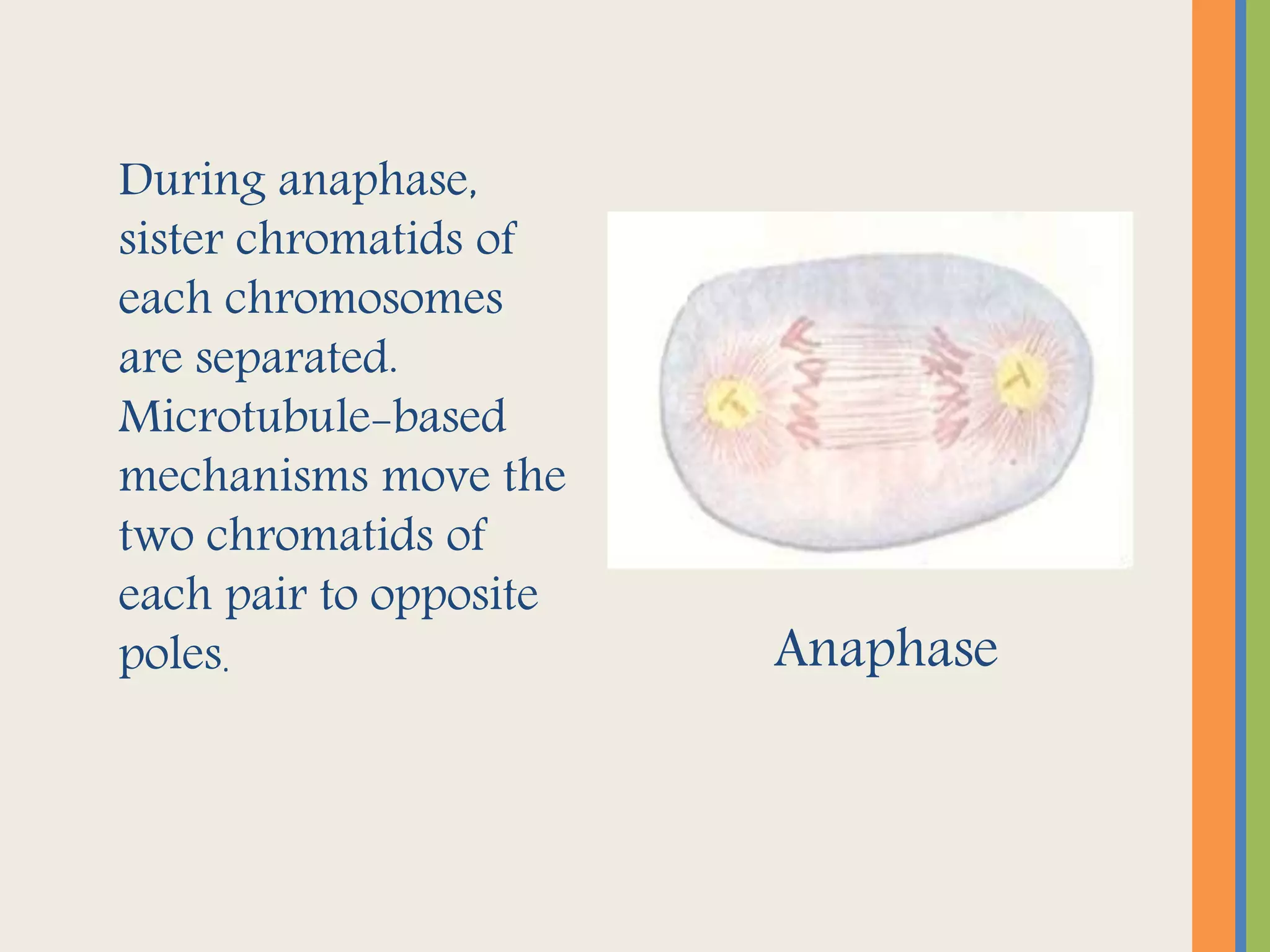 Cell division | PPTX