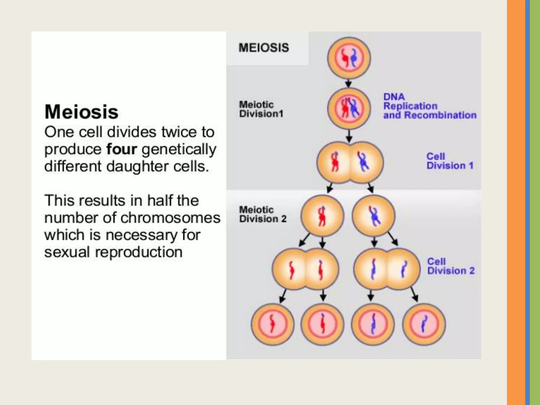 Cell division | PPTX