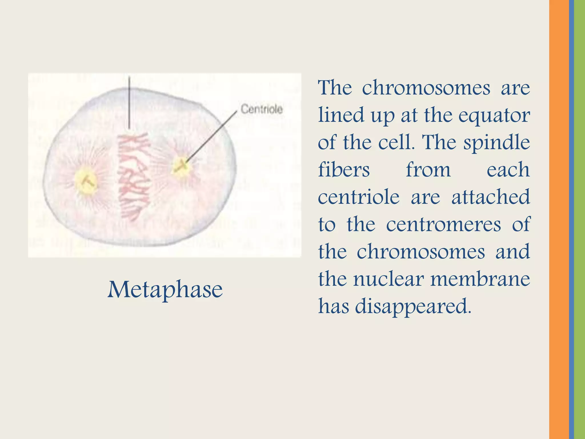 Cell division | PPT