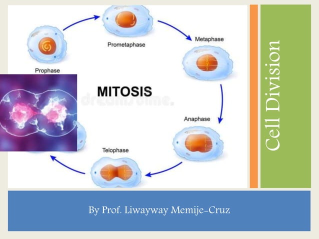 Cell division | PPT