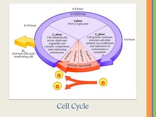 Cell division | PPT