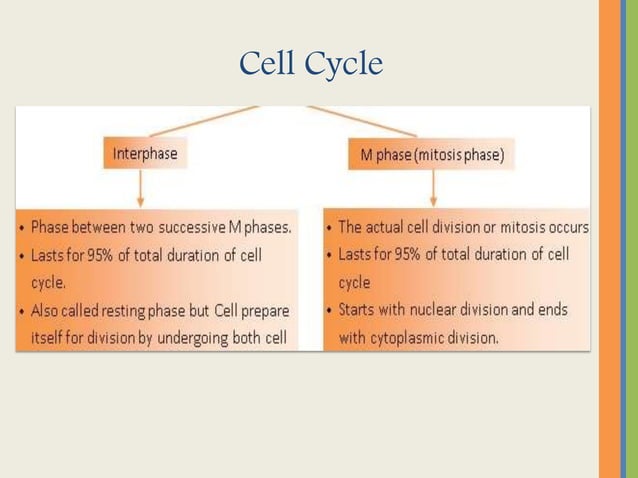 Cell division | PPT