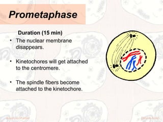Cell division mitosis | PPTX