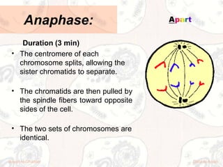Cell division mitosis | PPTX