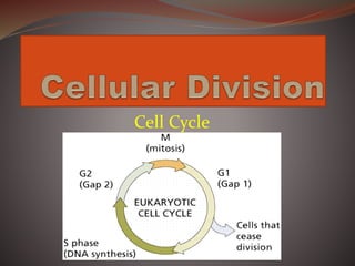 Cell DIVISION/cycle | PPT
