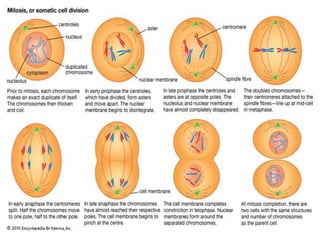 8 Steps Of Mitosis