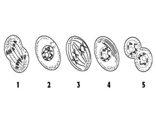 Blank Mitosis Diagram