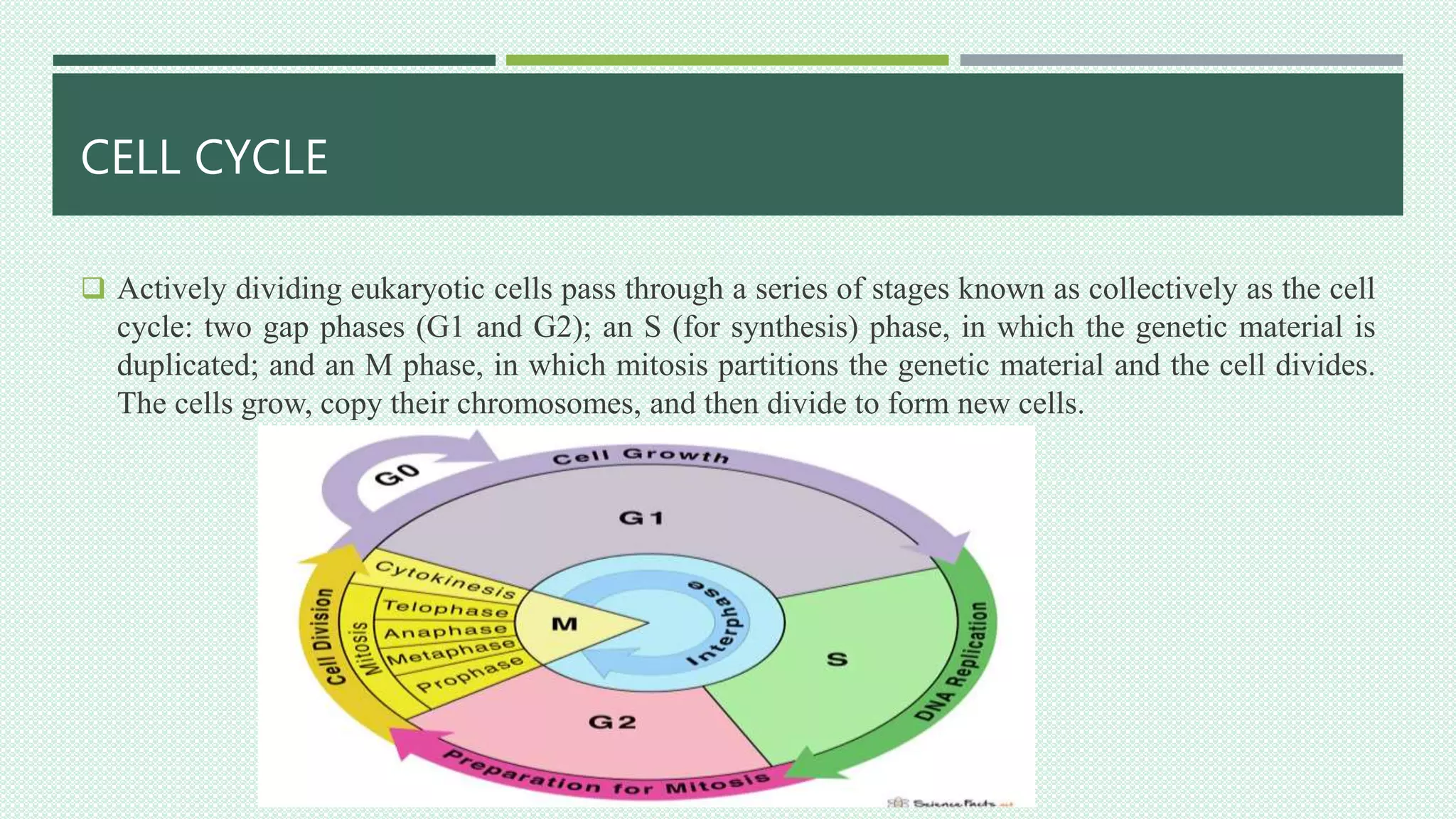 Cell division | PPT