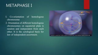 Cell division -Mitosis and Meiosis | PPTX