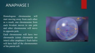 Cell division -Mitosis and Meiosis | PPTX