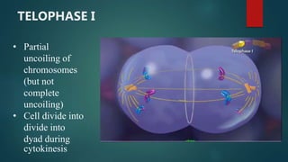 Cell division -Mitosis and Meiosis | PPTX