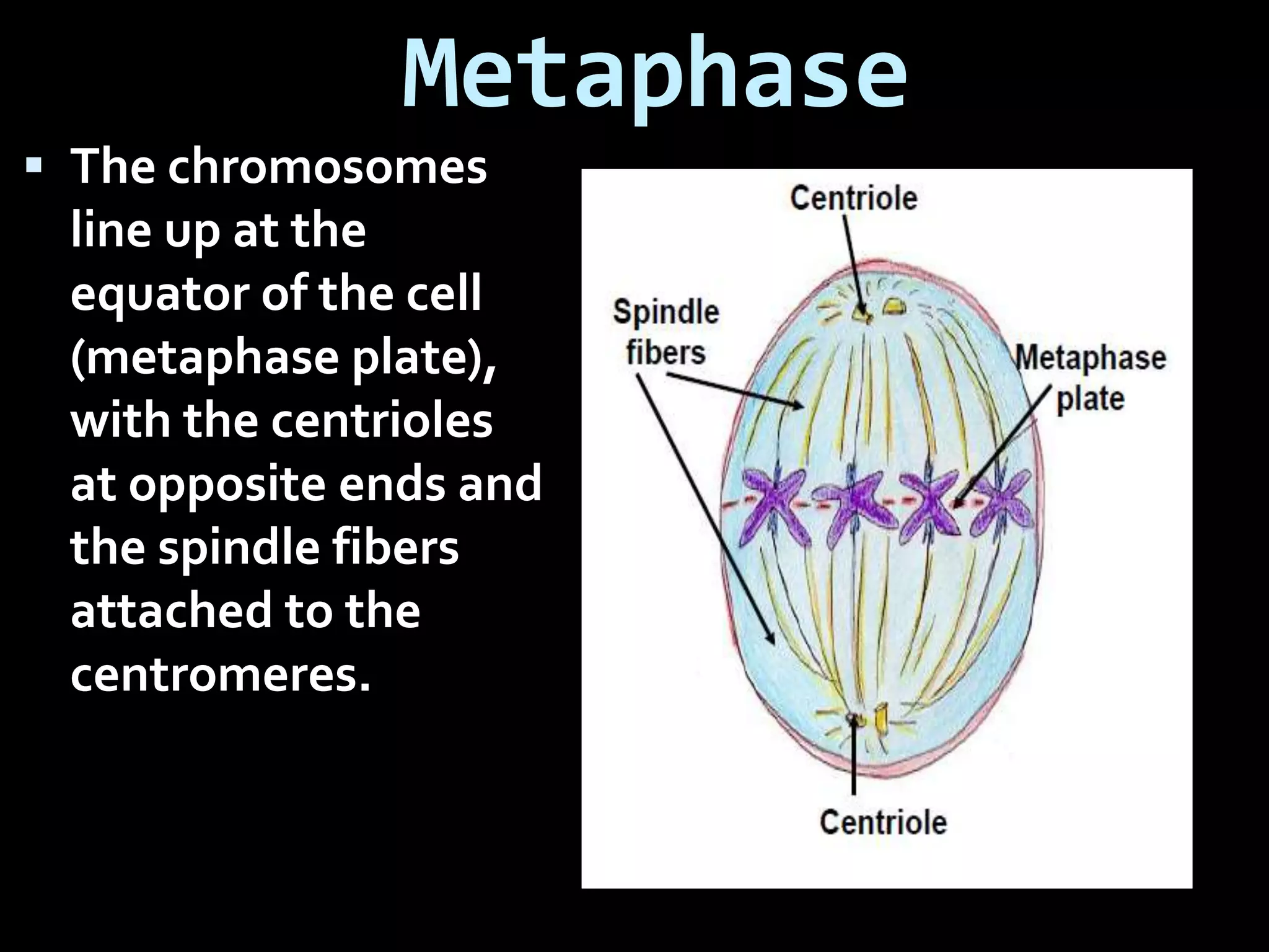 Cell division | PPTX