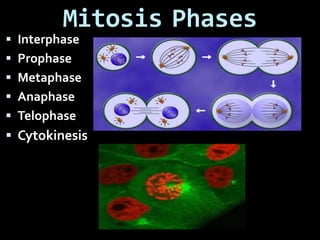 Cell division | PPTX