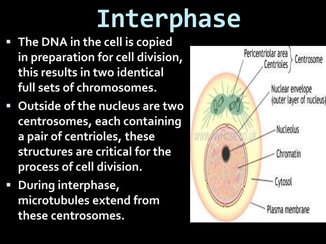 Cell division | PPTX