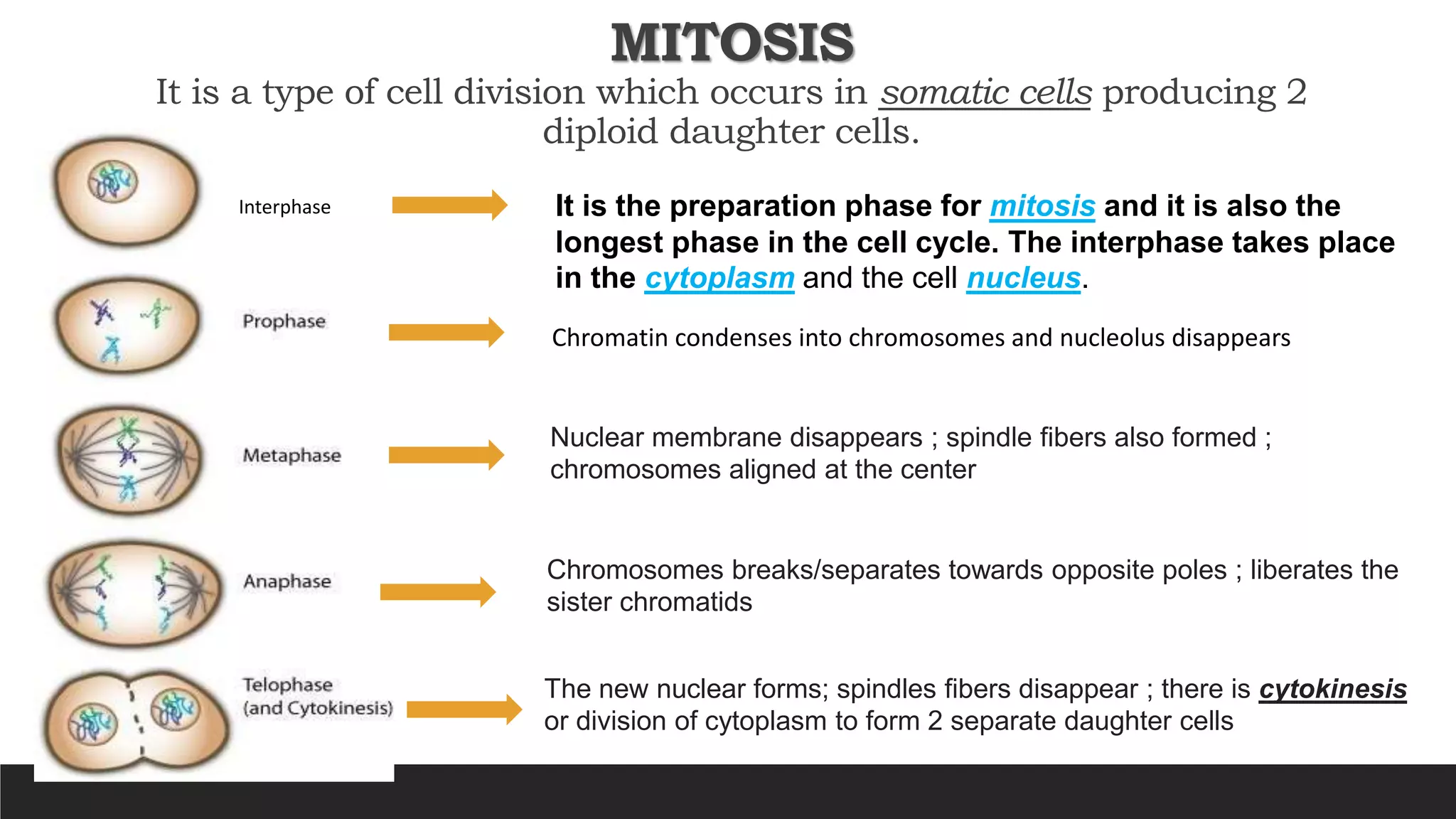 cell division.pptx | Infertility | Reproductive Health