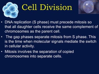 Cell Division.pptx