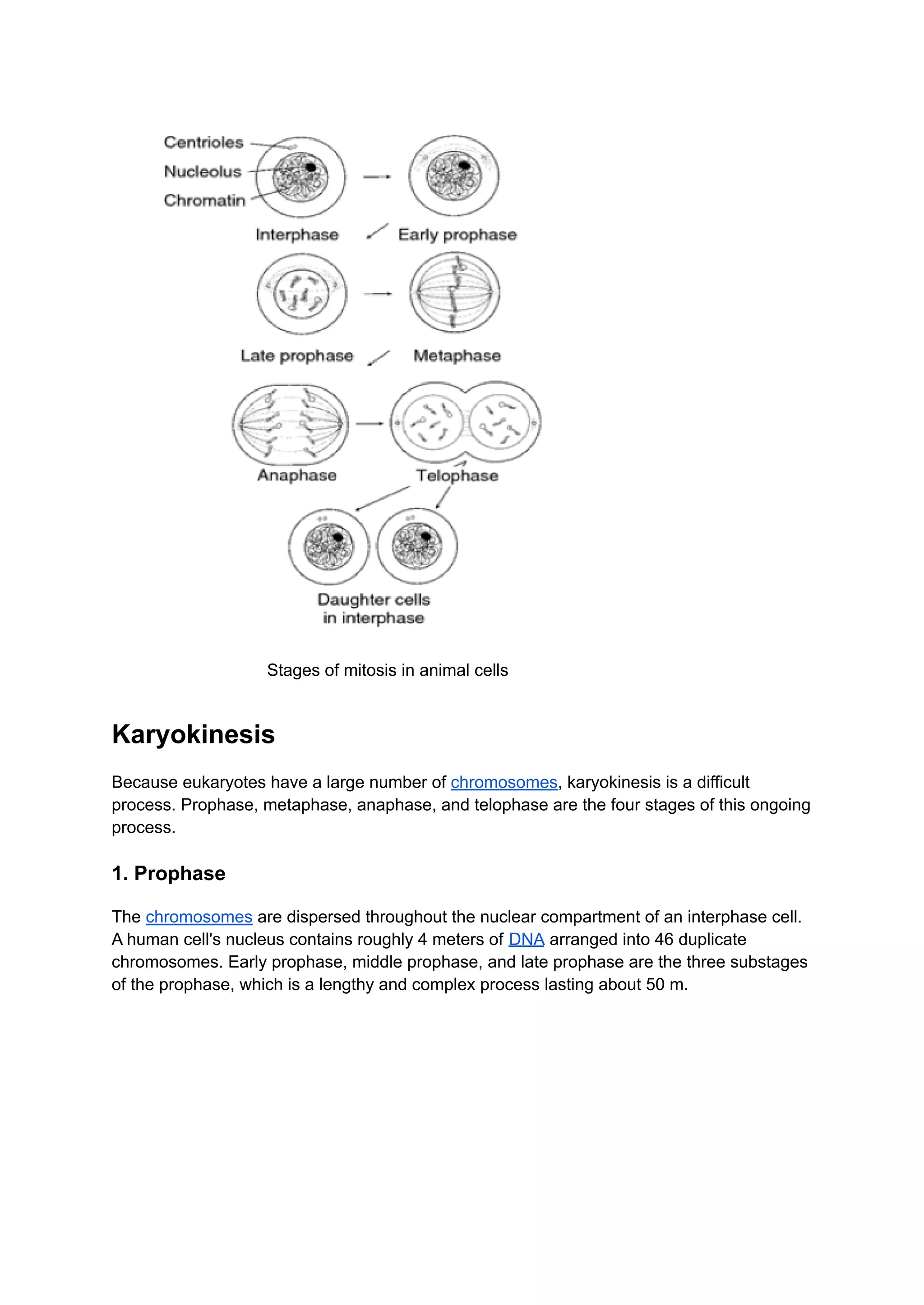 Cell division | PDF