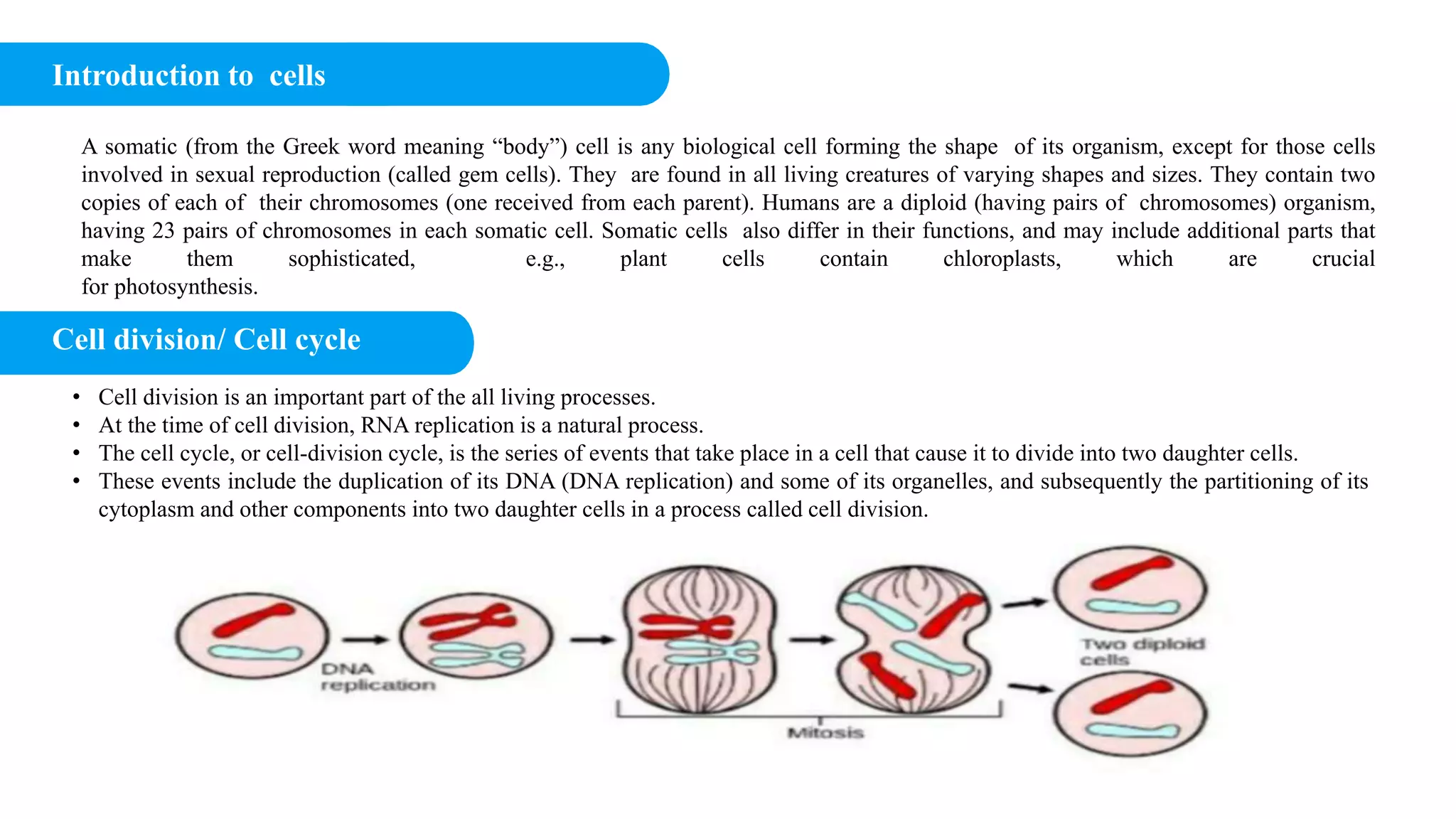 cell division.pptx