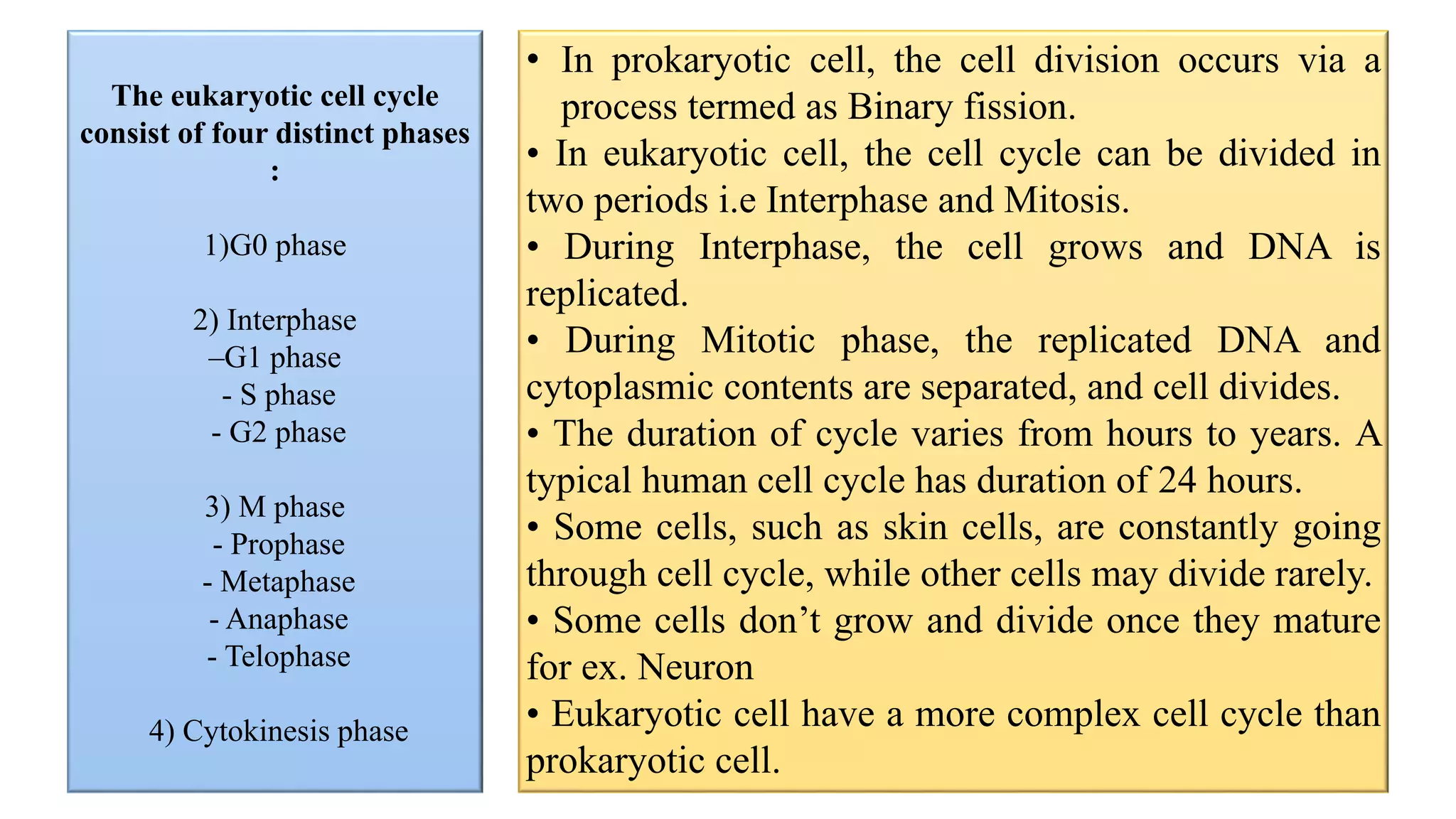 cell division.pptx