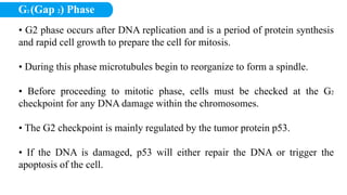 cell division.pptx