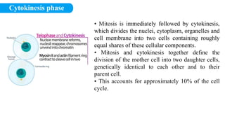 cell division.pptx