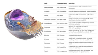 cell division.pptx