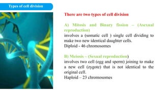 cell division.pptx